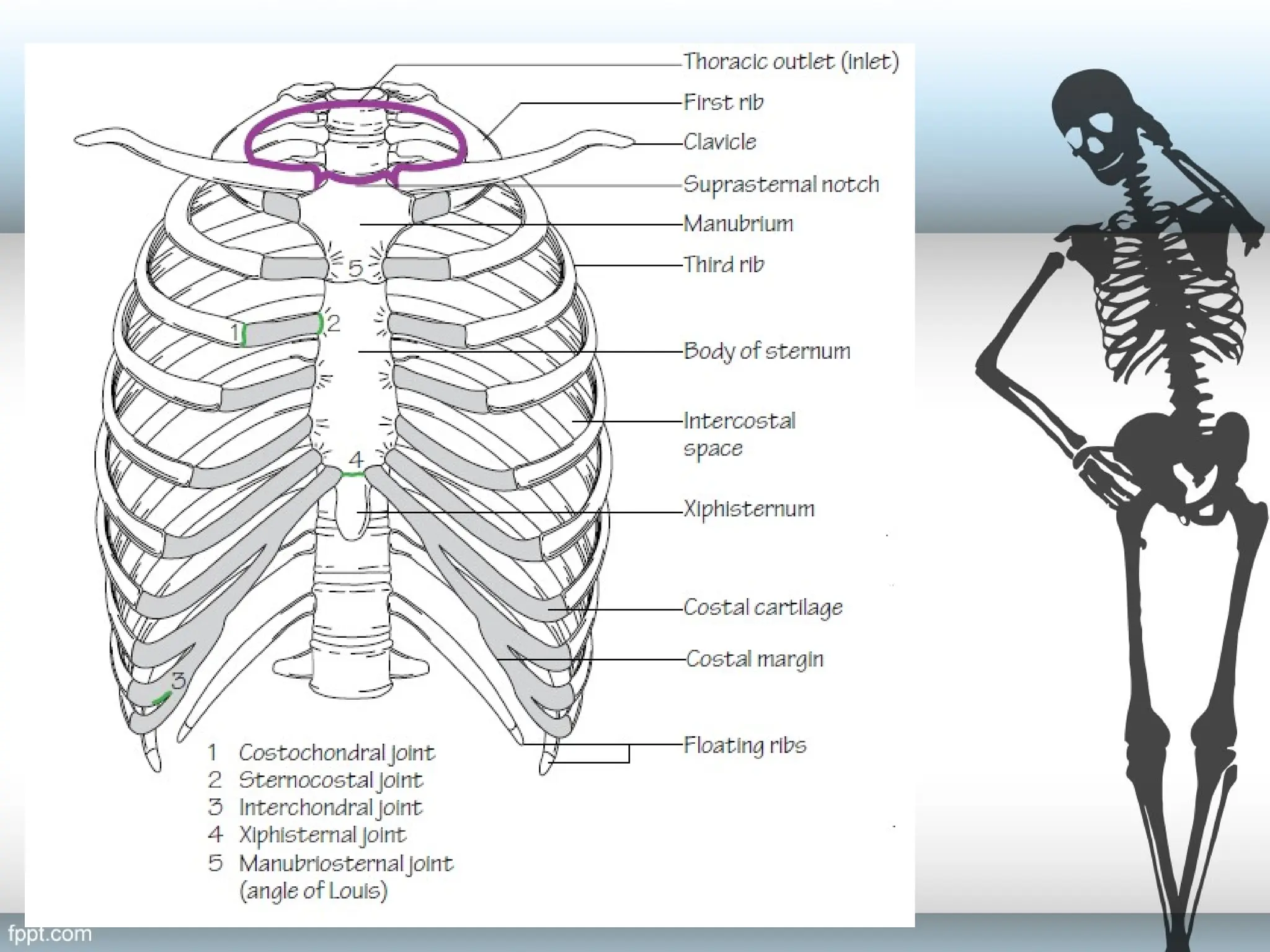 Anatomi-cavum thorax for student doctor and nurse - Ida.pptx