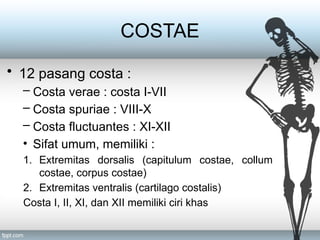 Anatomi-cavum thorax for student doctor and nurse - Ida.pptx