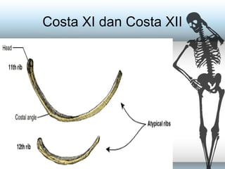 Anatomi-cavum thorax for student doctor and nurse - Ida.pptx