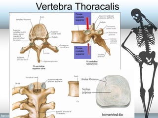 Anatomi-cavum thorax for student doctor and nurse - Ida.pptx