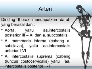 Anatomi-cavum thorax for student doctor and nurse - Ida.pptx