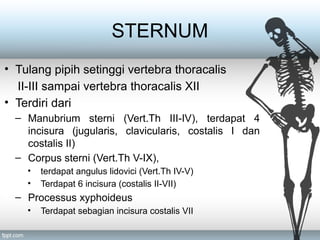 Anatomi-cavum thorax for student doctor and nurse - Ida.pptx
