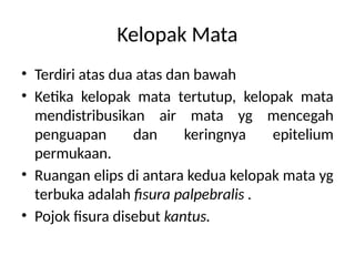 anatomi-dan-fisiologi-persepsi-sensori.pptx