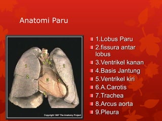 sistem pernapasan pada manusia kelas dua | PPT