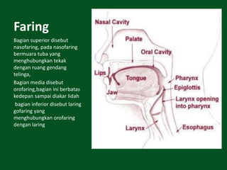 Anatomi-dan-Fisiologi-Pertemuan-6.ppt
