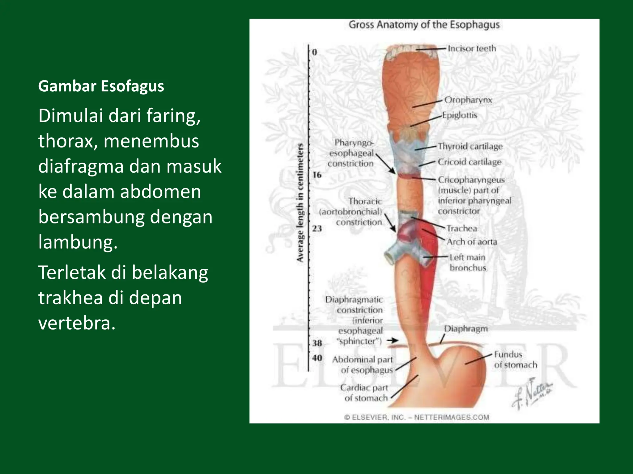 Anatomi-dan-Fisiologi- hewan Pertemuan-6.ppt