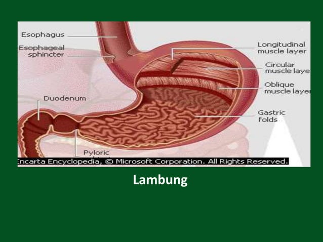 Anatomi-dan-Fisiologi- hewan Pertemuan-6.ppt