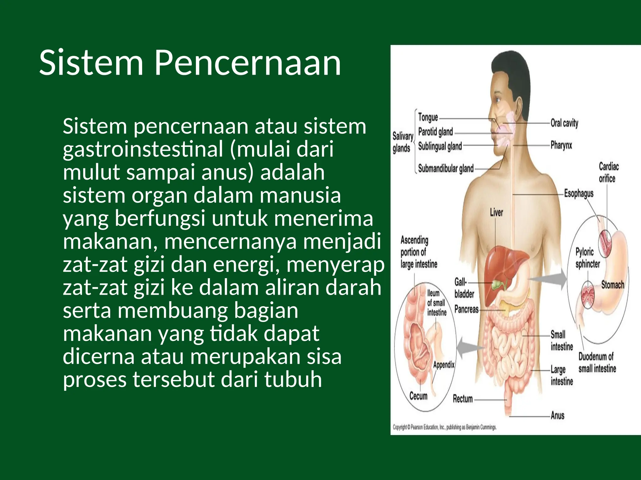 anatomi fisiologi sistem pencernaan manusia | PPT