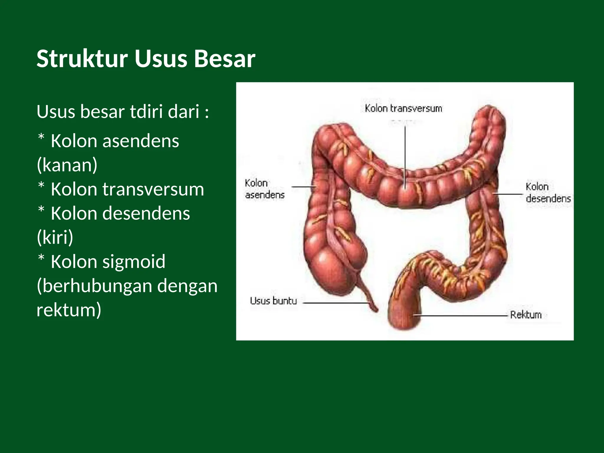 anatomi fisiologi sistem pencernaan manusia | PPT