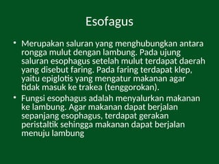 anatomi fisiologi sistem pencernaan manusia | PPT