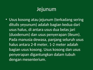 anatomi fisiologi sistem pencernaan manusia | PPT
