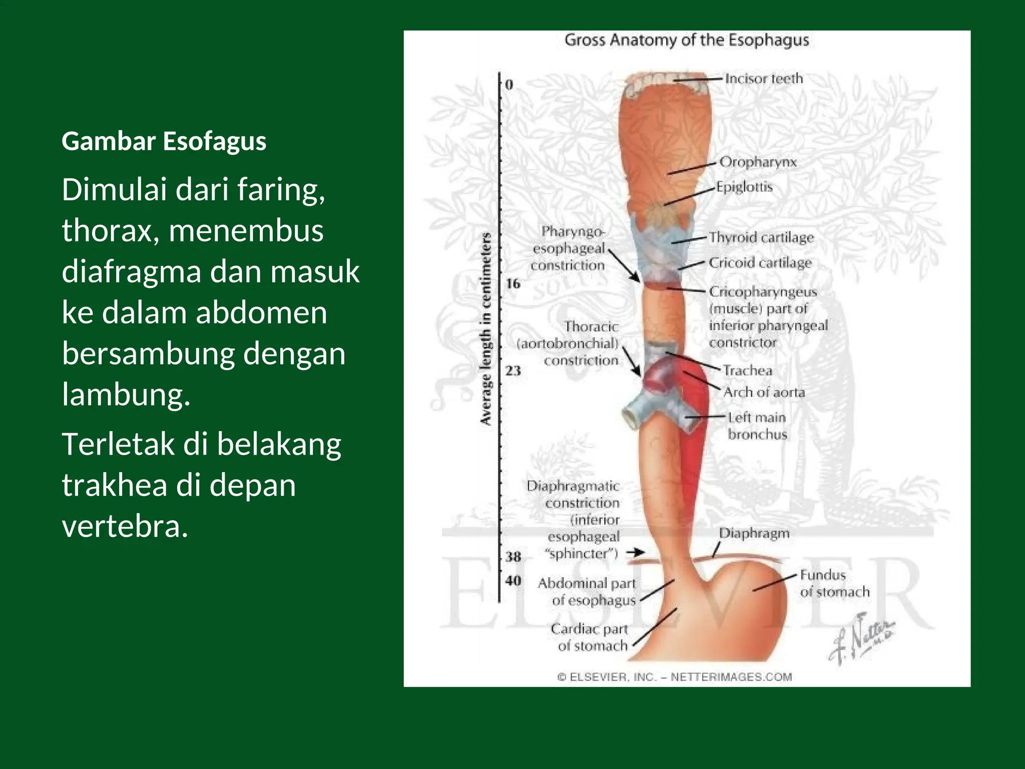 Anatomi-dan-Fisiologi-Pertemuan-6 dan 7.ppt