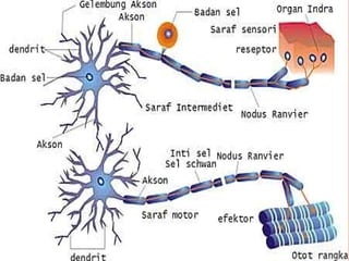 ANATOMI-DAN-FISIOLOGI-SISTEM-SARAF pada manusia | PPTX