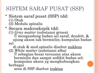 ANATOMI-DAN-FISIOLOGI-SISTEM-SARAF pada manusia | PPTX