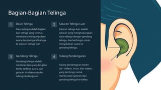 Anatomi dan Fisiologi Telinga luar,dalam.pptx