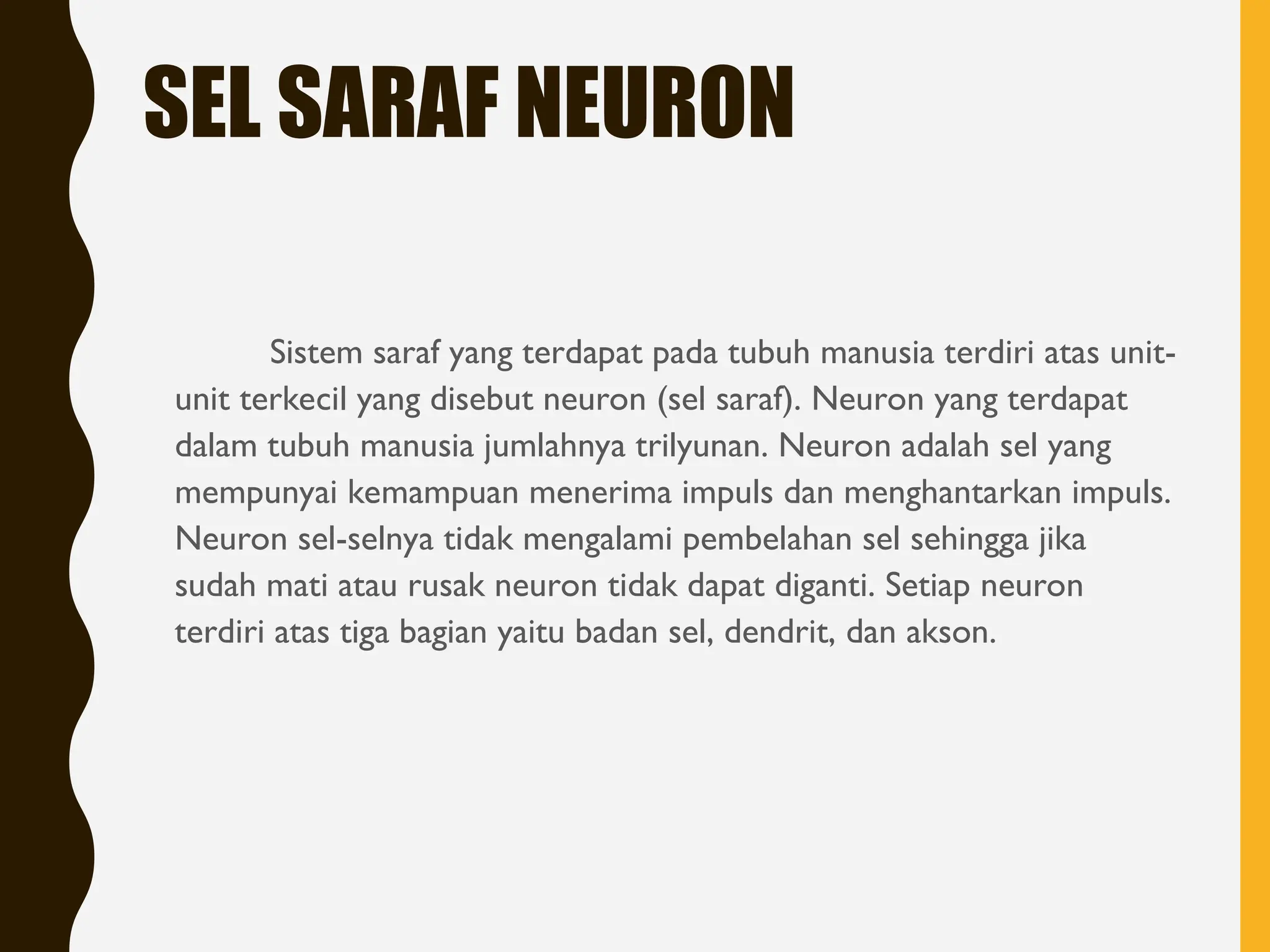 Anatomi dan Fisiologi Sistem Syaraf pada Manusia | PPT