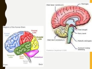 Anatomi dan Fisiologi Sistem Syaraf pada Manusia | PPT