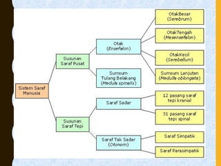 Anatomi dan Fisiologi Sistem Syaraf pada Manusia | PPT