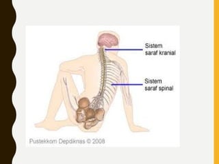 Anatomi dan Fisiologi Sistem Syaraf pada Manusia | PPT