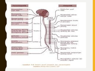Anatomi dan Fisiologi Sistem Syaraf pada Manusia | PPT