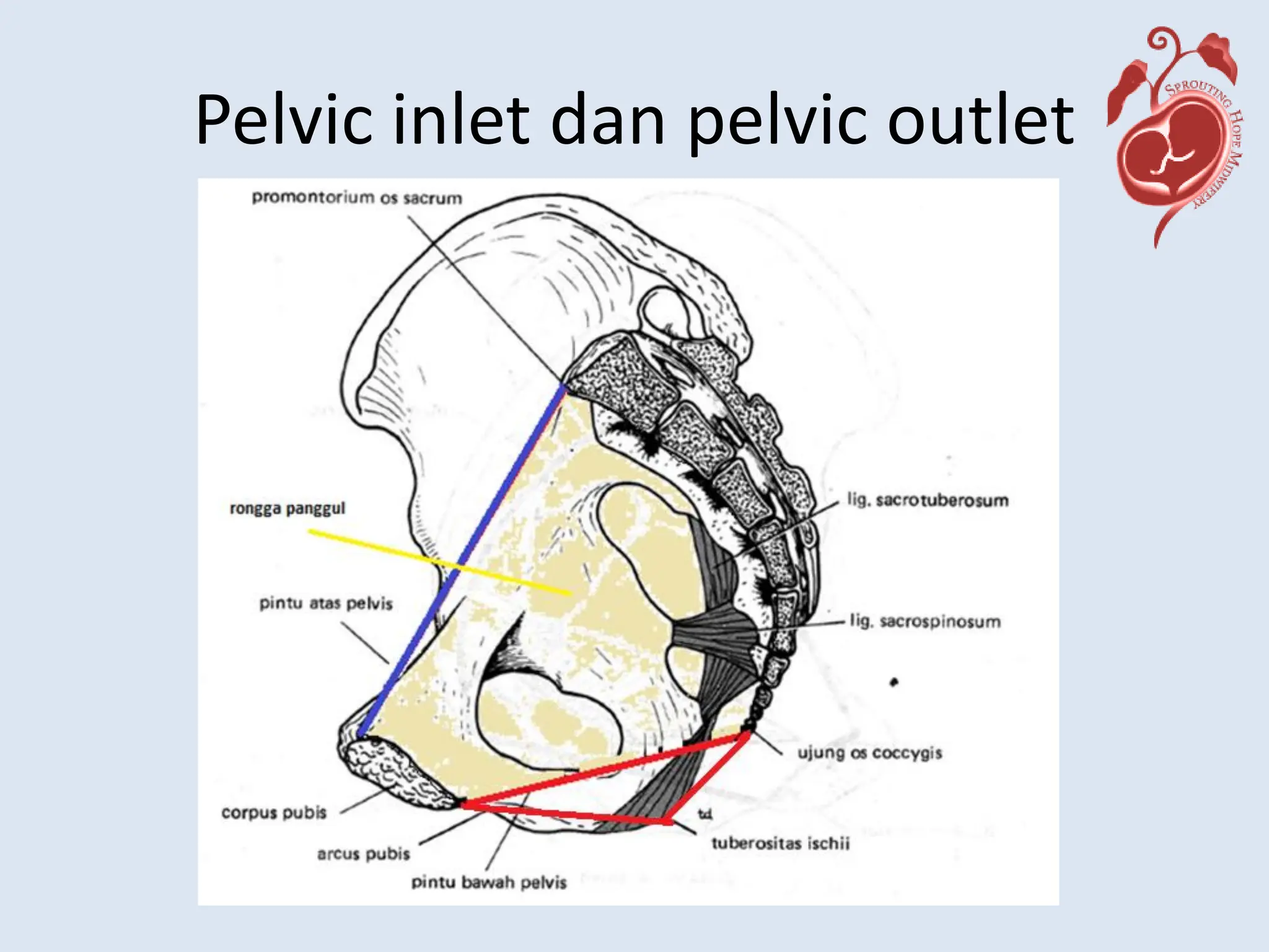anatomi-dinding-pelvis_compress pada manusia.pdf