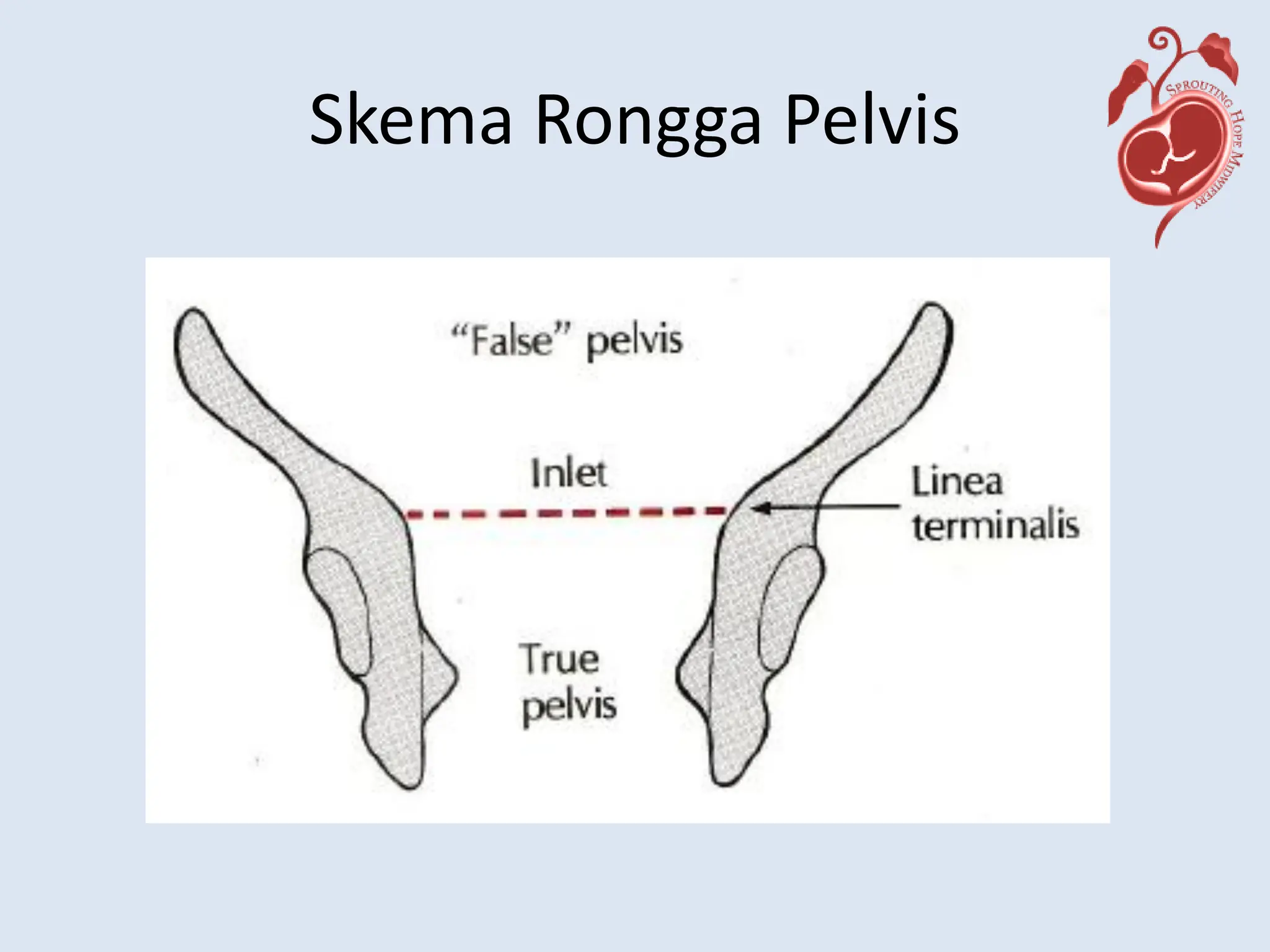 anatomi-dinding-pelvis_compress pada manusia.pdf