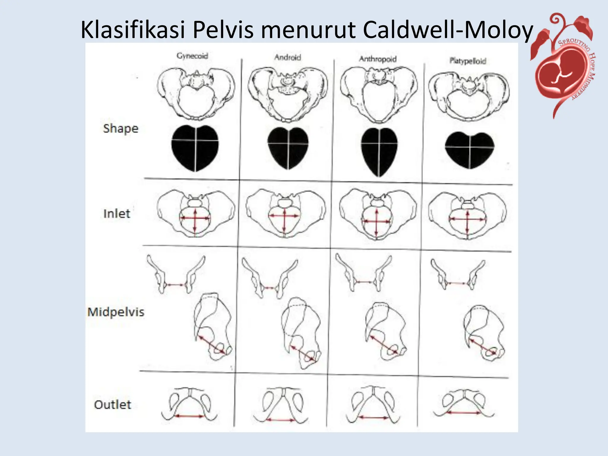 anatomi-dinding-pelvis_compress pada manusia.pdf
