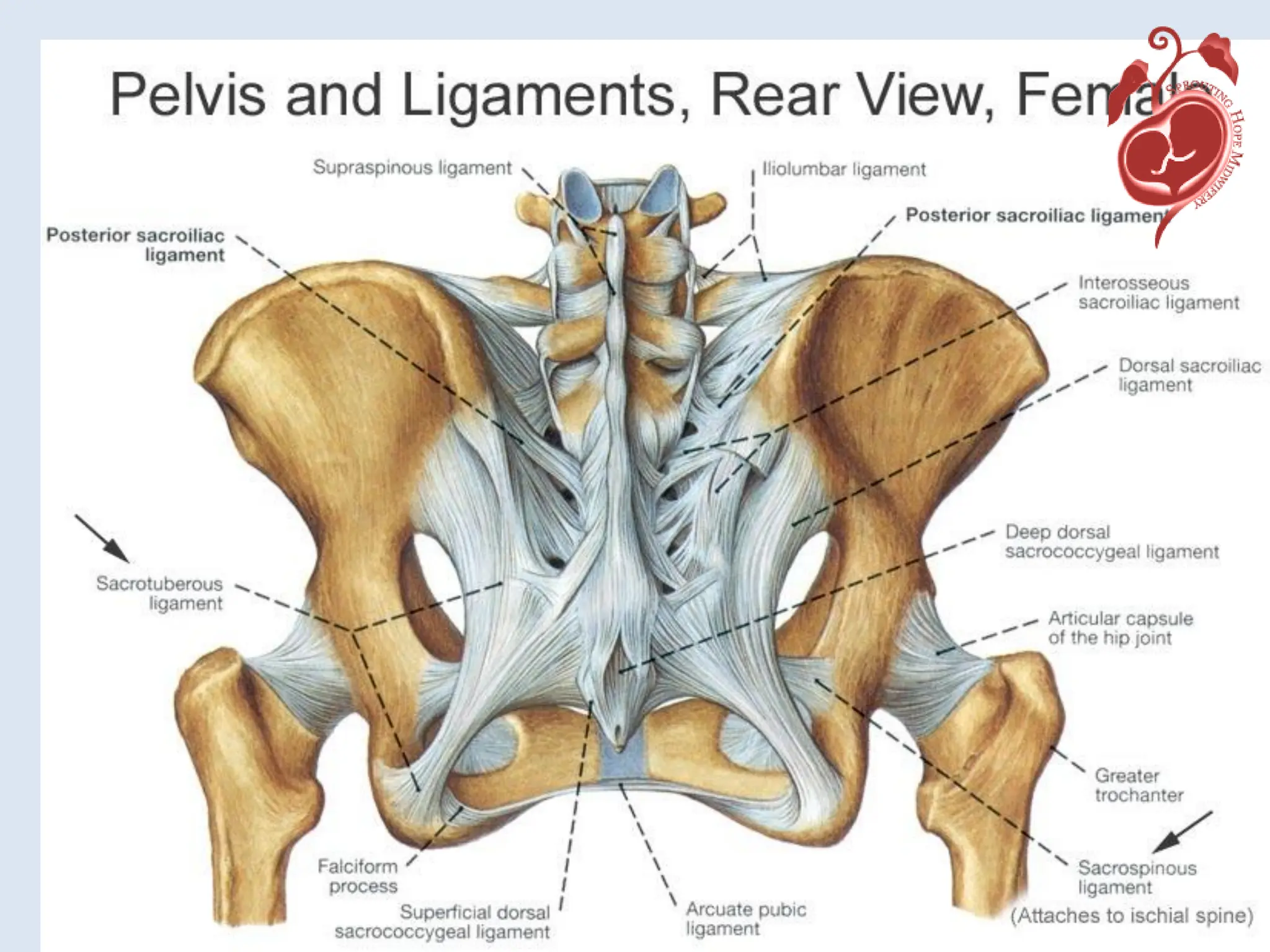 anatomi-dinding-pelvis_compress pada manusia.pdf
