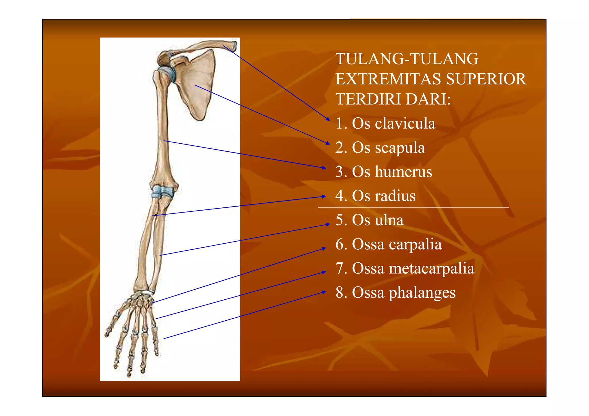 Anatomi-EXTREMITAS+SUPERIOR.pdf
