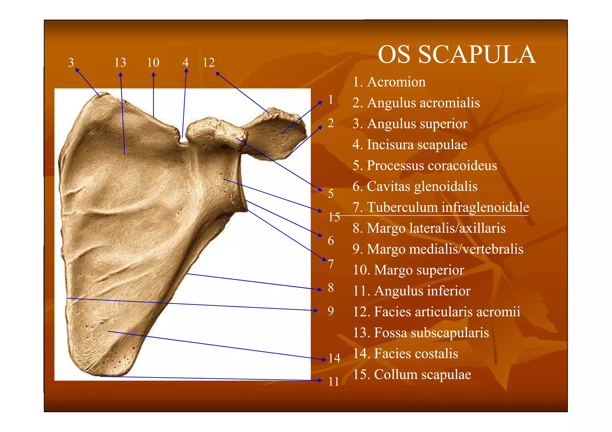 Anatomi-EXTREMITAS+SUPERIOR.pdf
