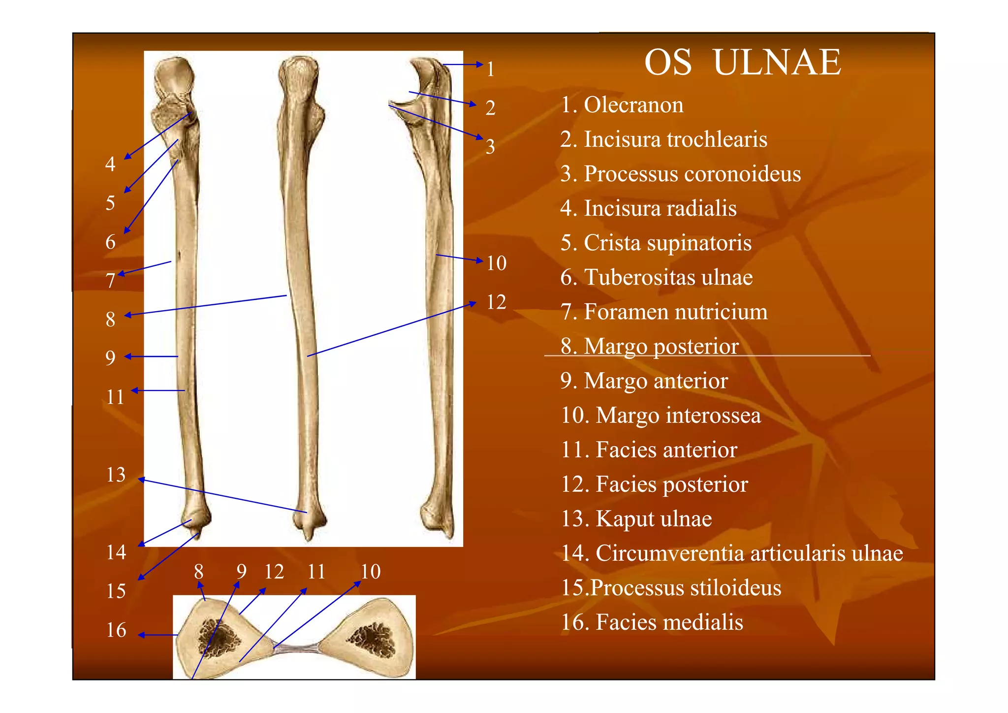 Anatomi-EXTREMITAS+SUPERIOR.pdf