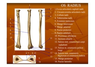 Anatomi-EXTREMITAS+SUPERIOR.pdf