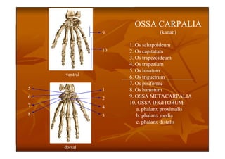 Anatomi-EXTREMITAS+SUPERIOR.pdf