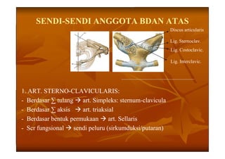 Anatomi-EXTREMITAS+SUPERIOR.pdf