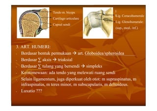 Anatomi-EXTREMITAS+SUPERIOR.pdf