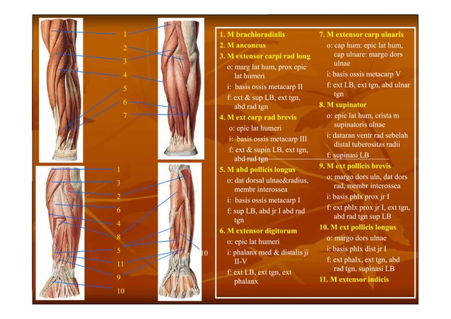 Anatomi-EXTREMITAS+SUPERIOR.pdf