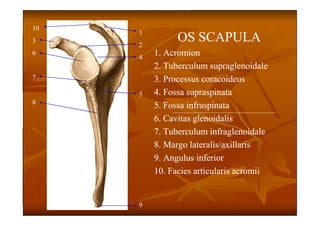 Anatomi-EXTREMITAS+SUPERIOR.pdf