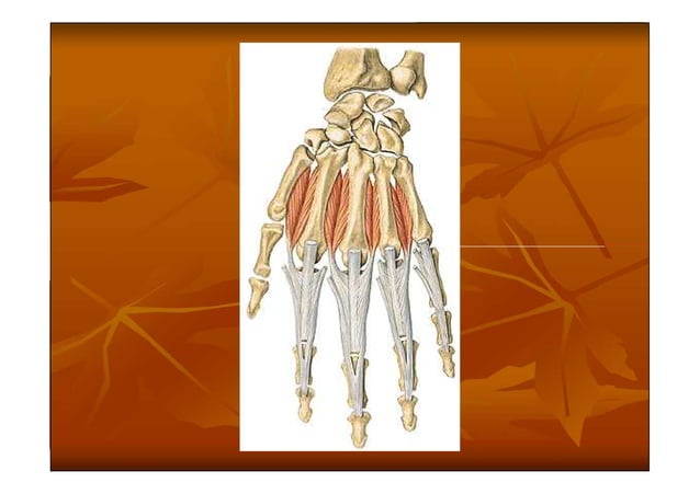 Anatomi-EXTREMITAS+SUPERIOR.pdf