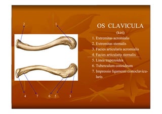 Anatomi-EXTREMITAS+SUPERIOR.pdf