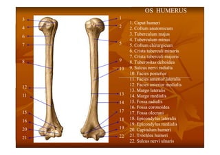 Anatomi-EXTREMITAS+SUPERIOR.pdf