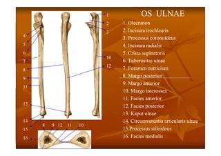 Anatomi-EXTREMITAS+SUPERIOR.pdf