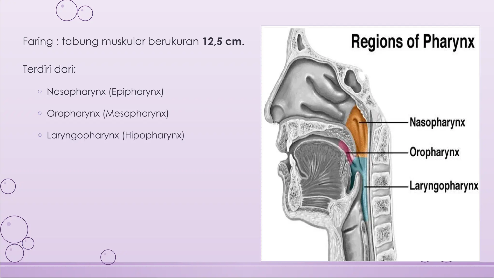 Anatomi-Fisiologi-Faring(1). Anatomi-Fisiologi-Faring(1).pptx