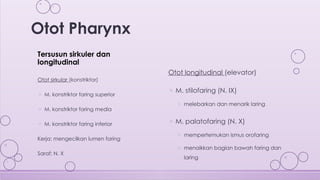 Anatomi-Fisiologi-Faring(1). Anatomi-Fisiologi-Faring(1).pptx