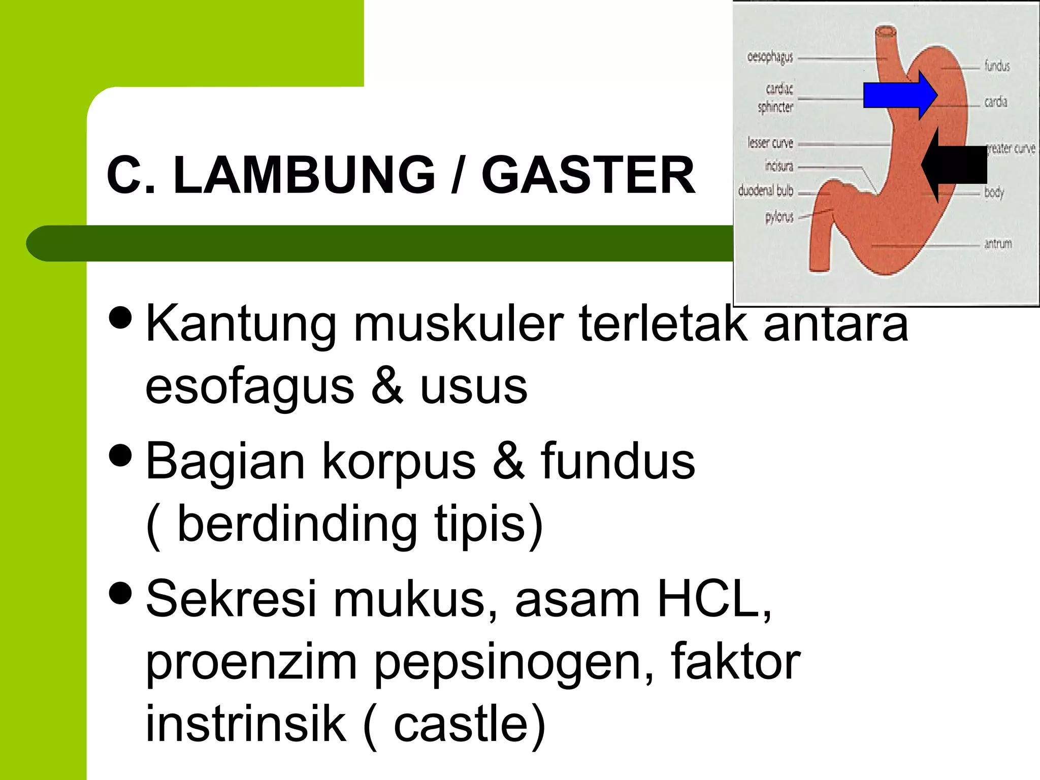 Anatomi fisiologi-pencernaan2 (1) | PPT