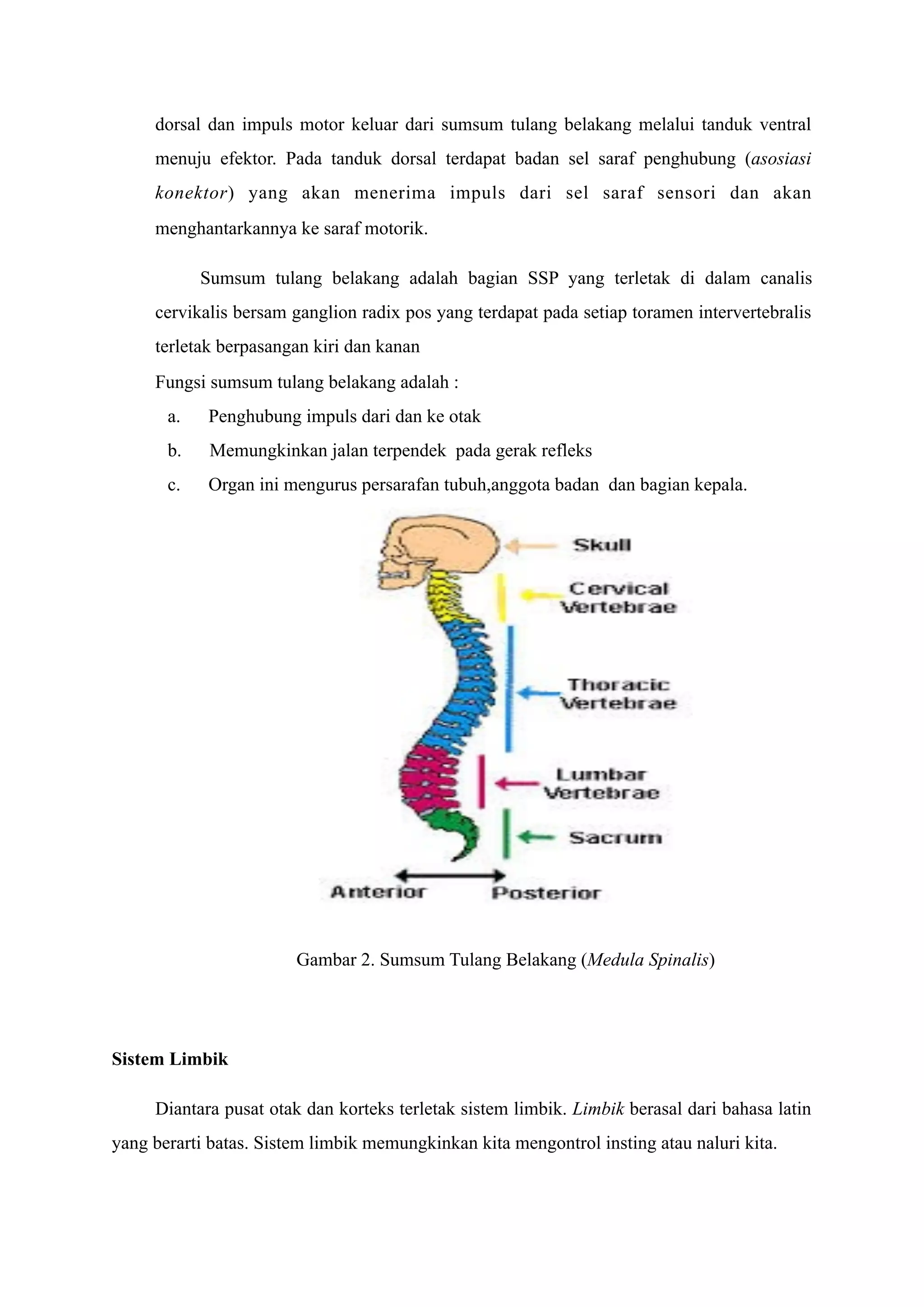 Anatomi fisiologi-sistem-saraf-pusat - dr.wismaji | PDF