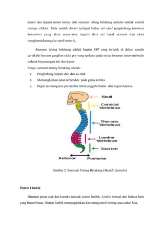 Anatomi fisiologi-sistem-saraf-pusat - dr.wismaji | PDF