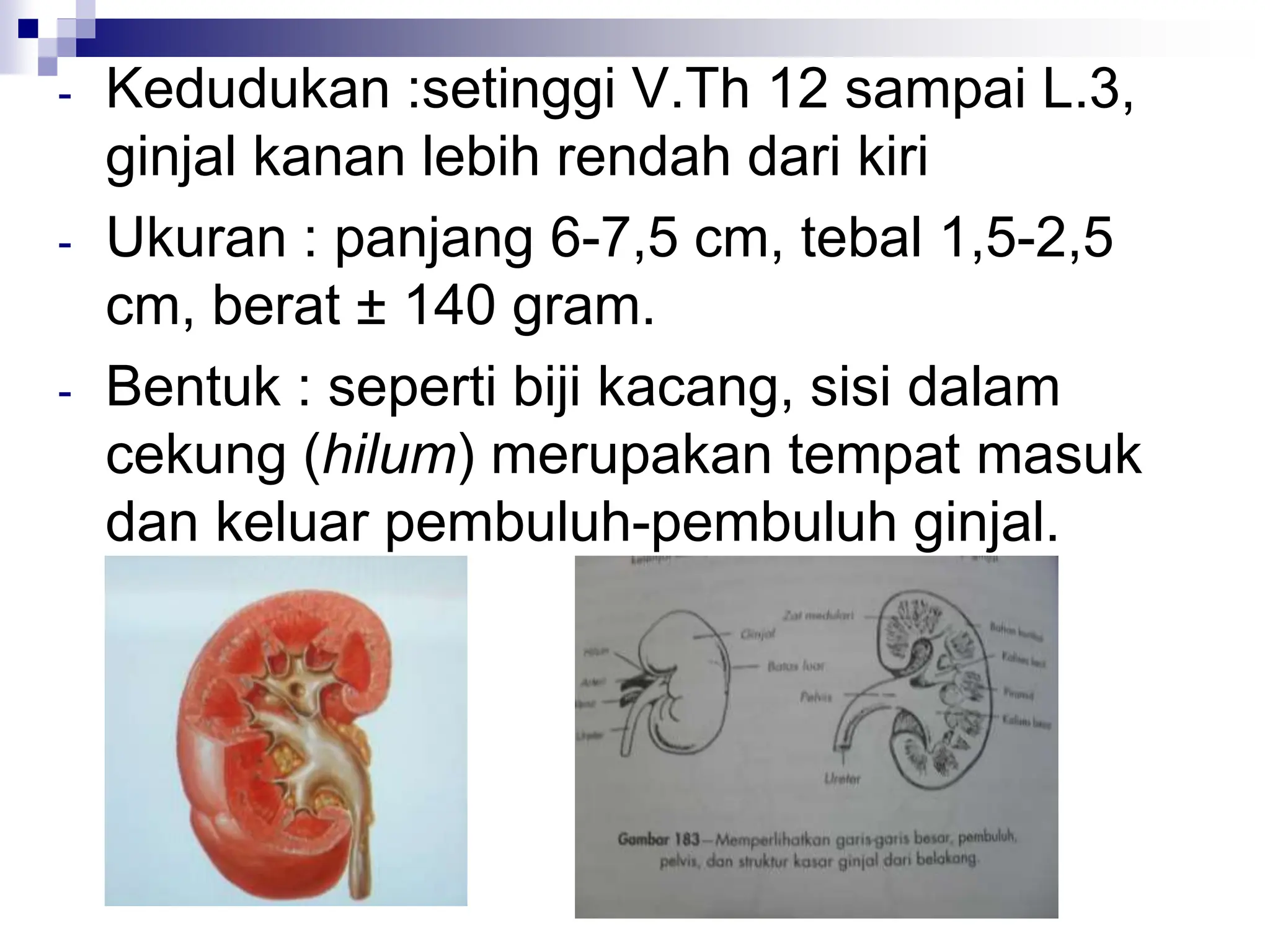 Anatomi-Fisiologi-Sistem-Urinaria-PPT.ppt