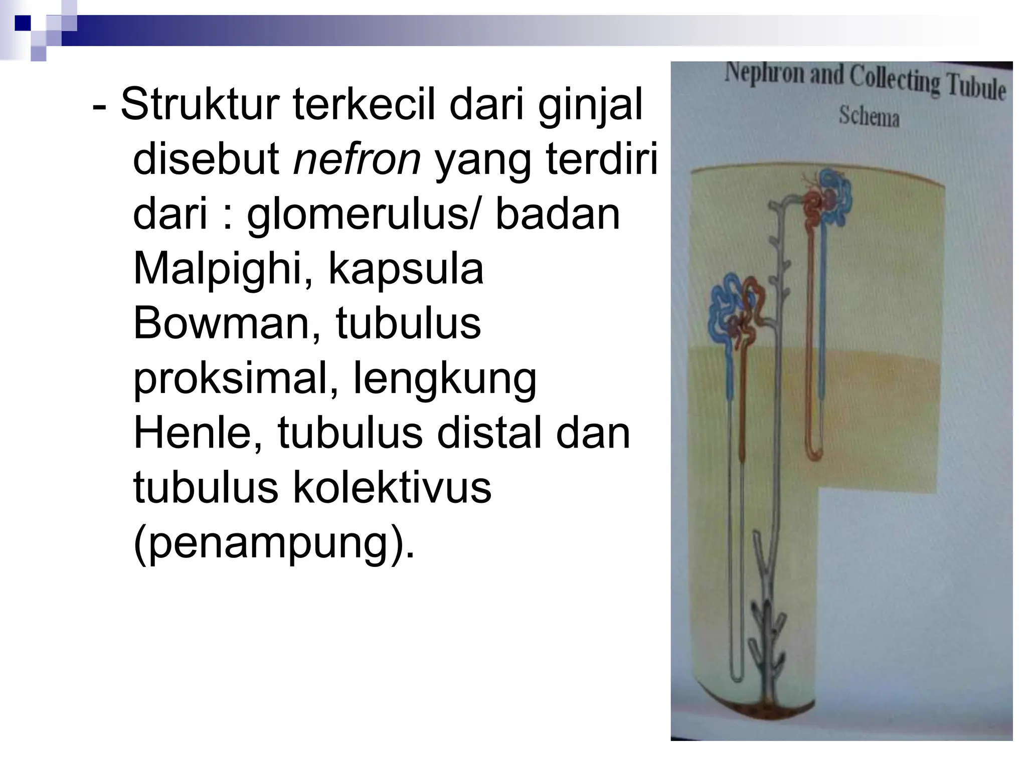Anatomi-Fisiologi-Sistem-Urinaria-PPT.ppt