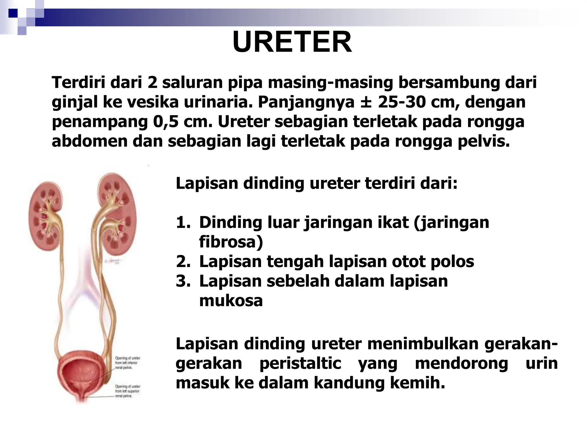 Anatomi-Fisiologi-Sistem-Urinaria-PPT.ppt