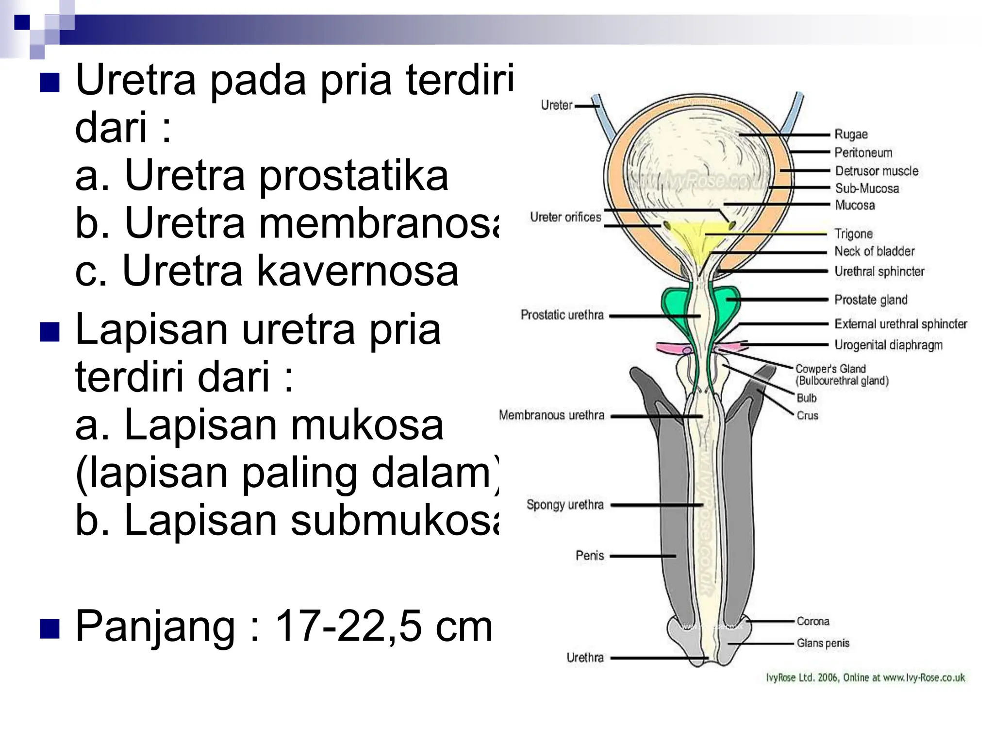 Anatomi-Fisiologi-Sistem-Urinaria-PPT.ppt